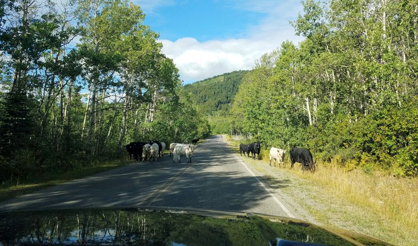 The Beauty of Montana’s Landscape | Go RVing